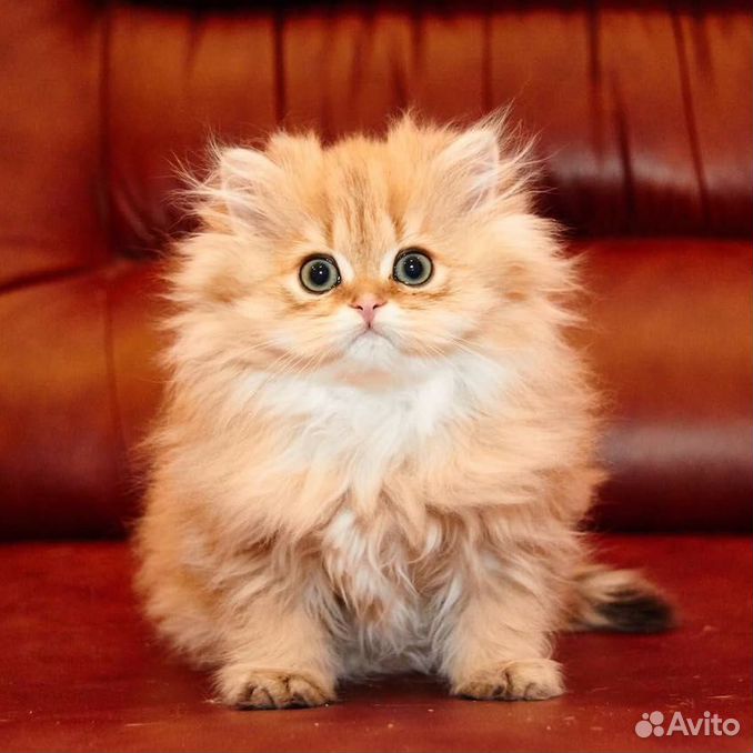 Пушистые золотые котята девочки