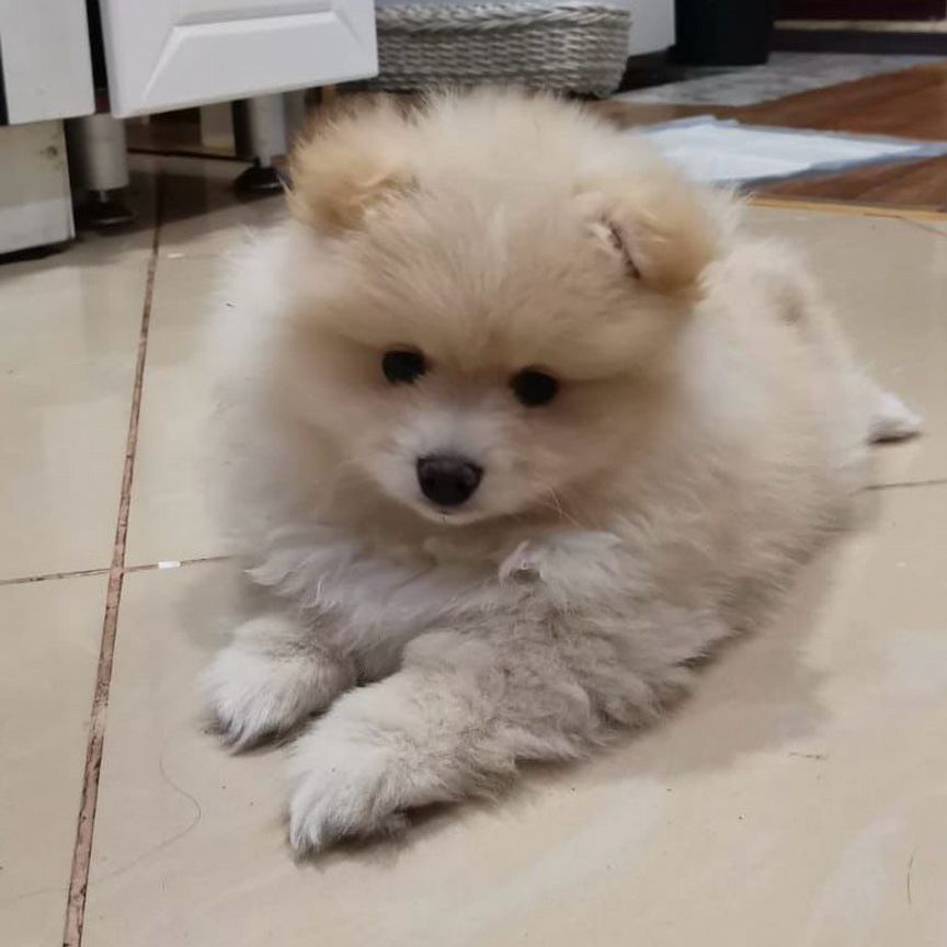 Померанский шпиц