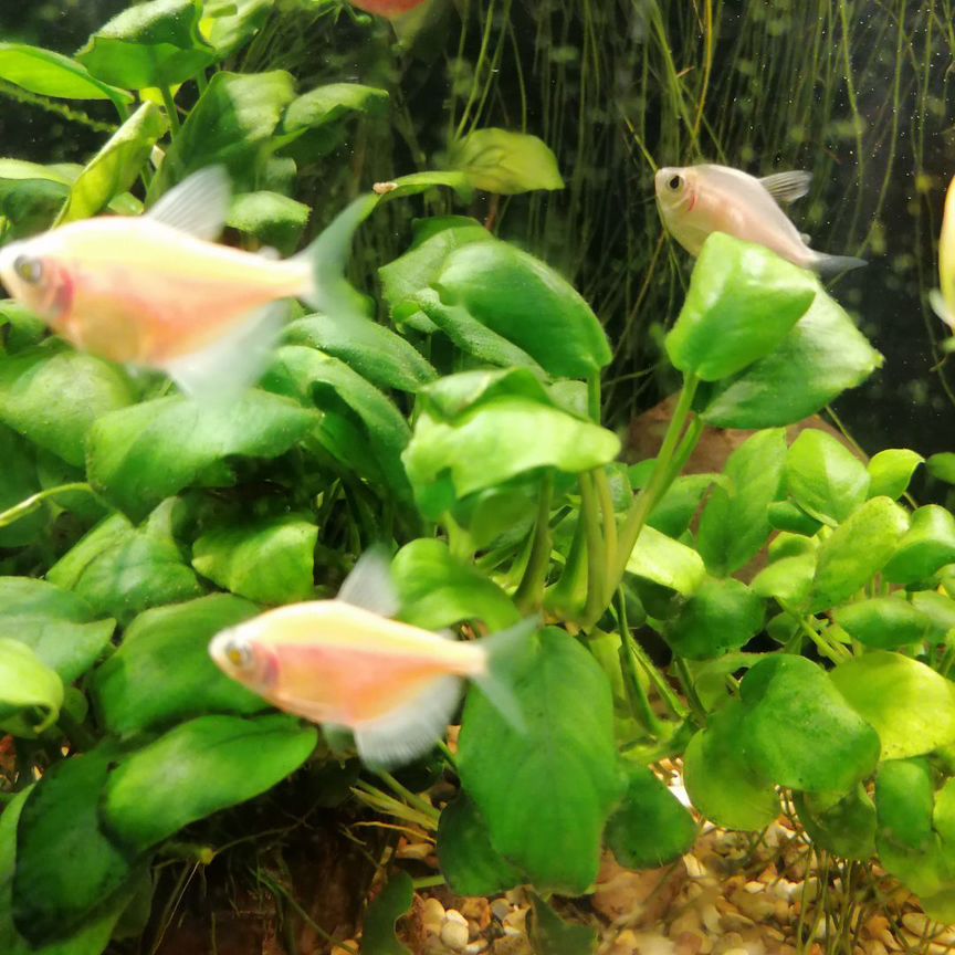 Анубиас бартера