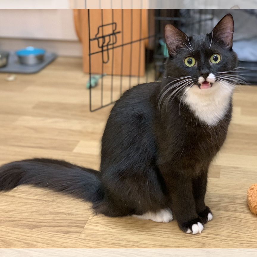 Взрослая, кошка в добрые руки