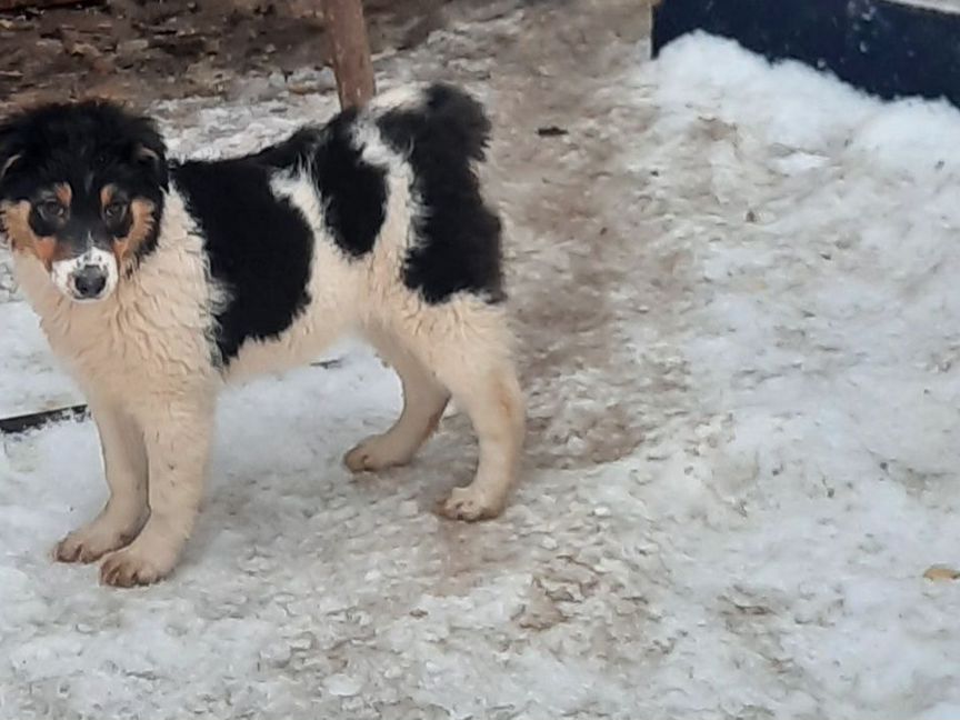 Щенок в добрые руки