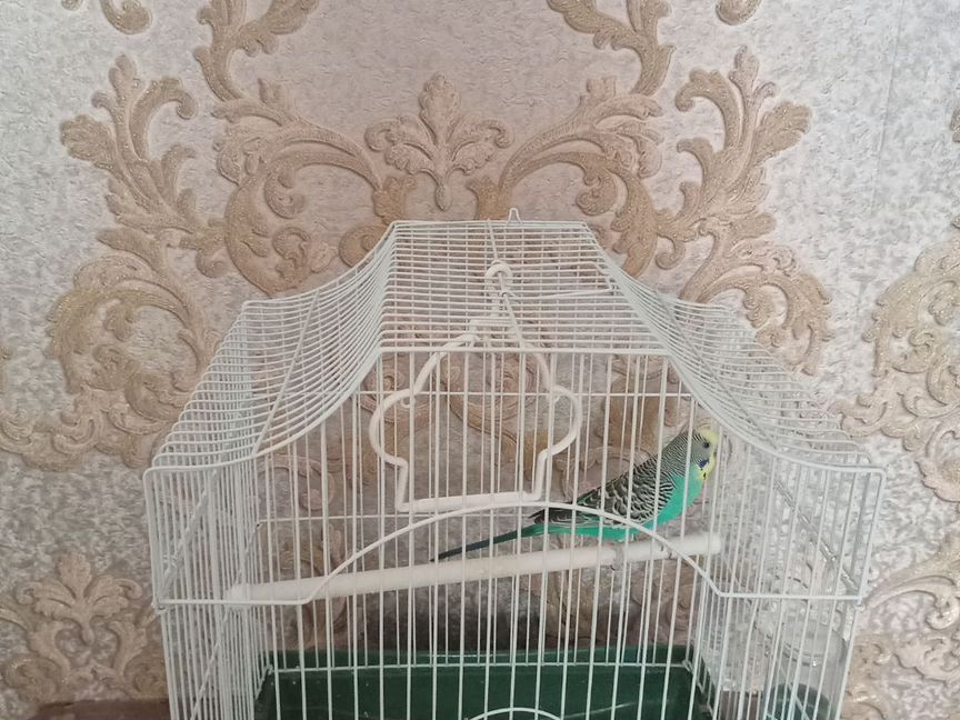 Волнистый попугай с клеткой