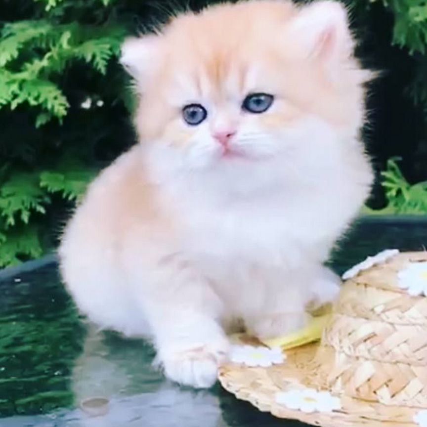 Британские котята