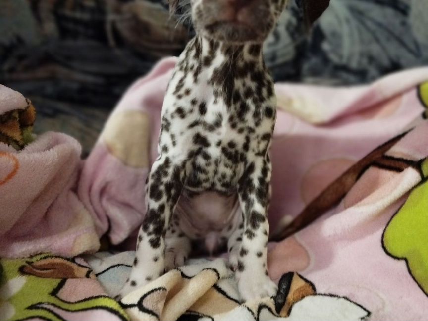 Щенок долматинец девочка