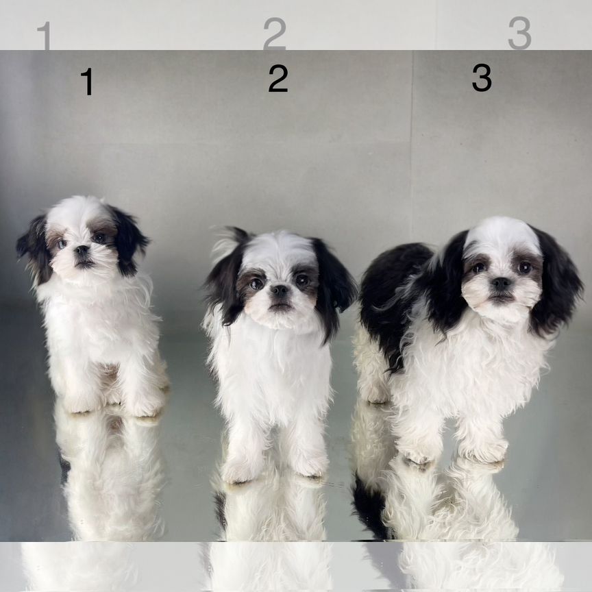 Мальтипу, щенок