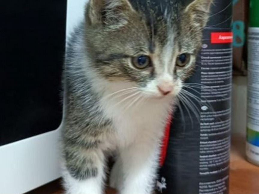 Кошка в дар бесплатно