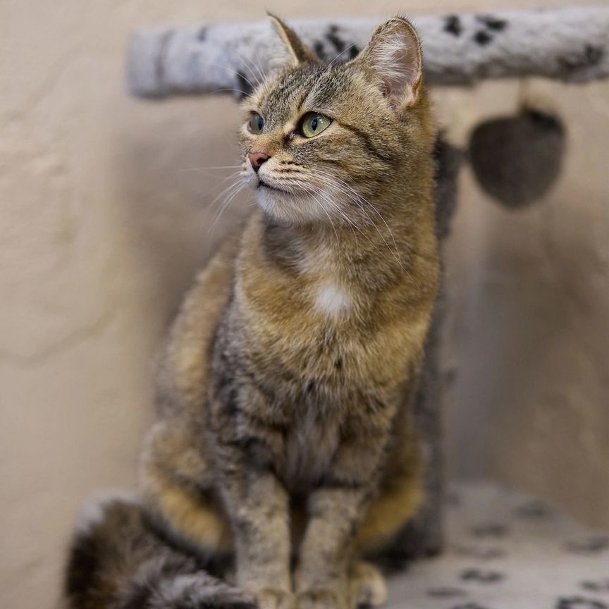 Кошка Голди ищет дом