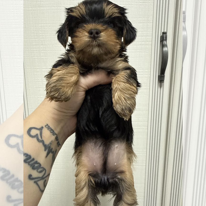 Йоркширский терьер, щенок