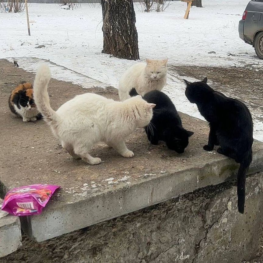 Кошки / коты нужны дома / передержки