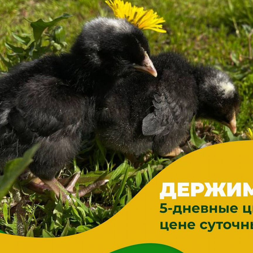 Цыплята Гризбар суточные