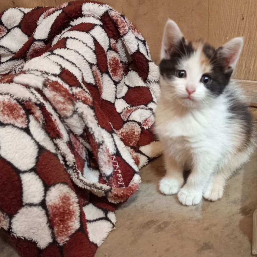 Котёнок в добрые руки