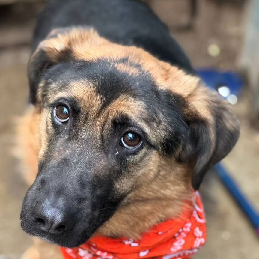 Взрослый пёс в добрые руки