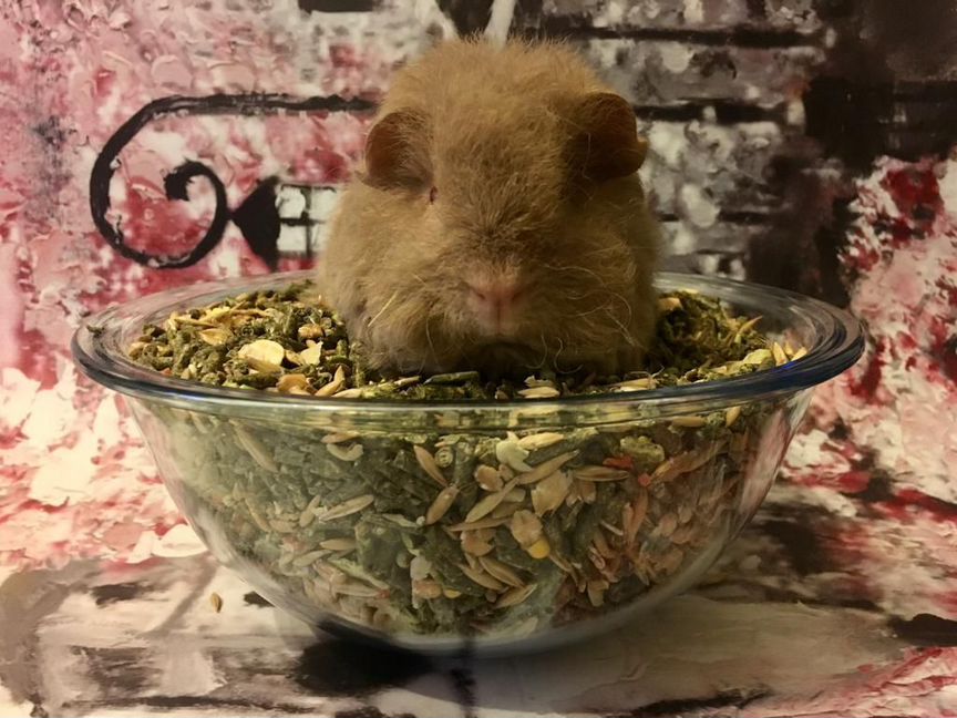 Корм для морских свинок