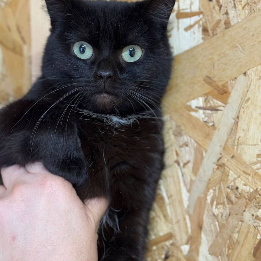 Кошка в добрые руки