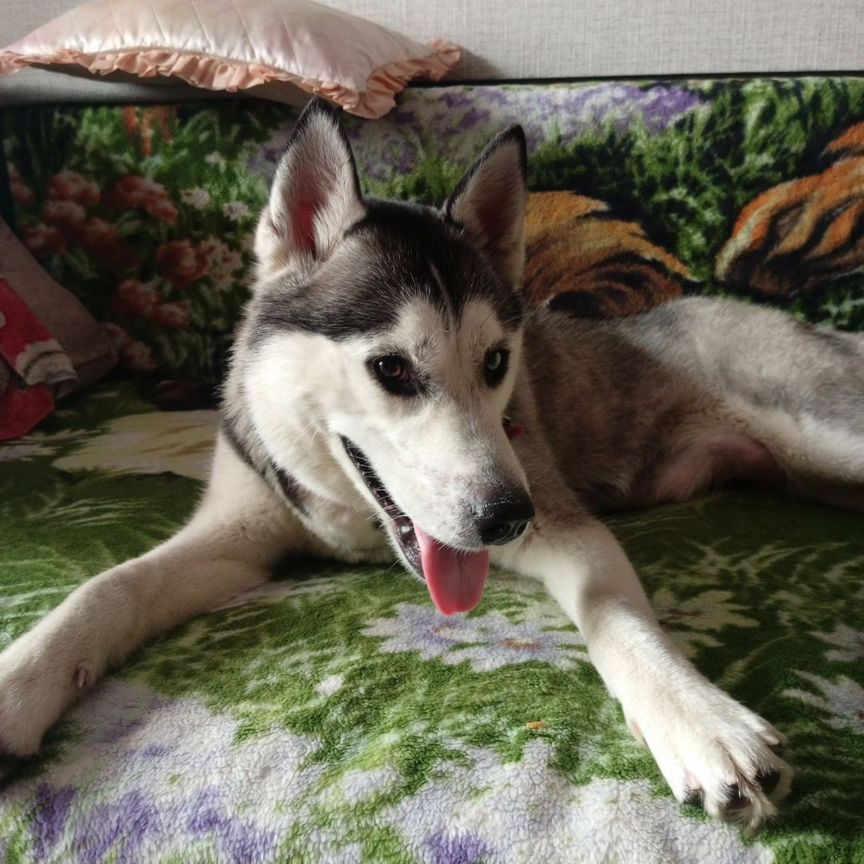 Сибирский хаски, взрослая собака