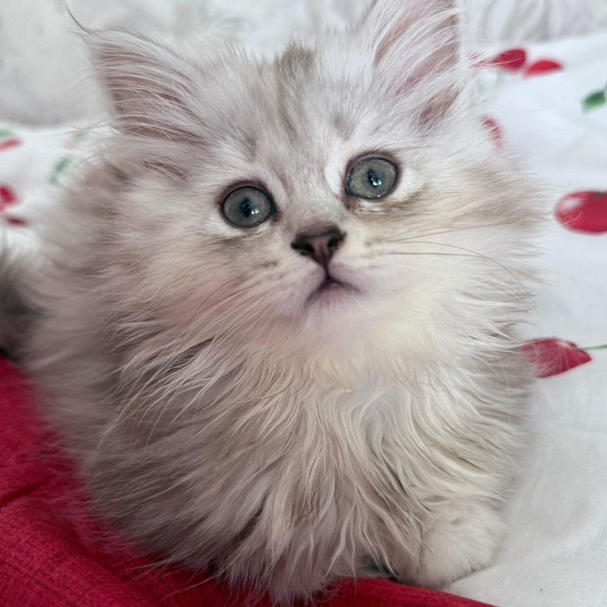 Шотландские котята хайленд