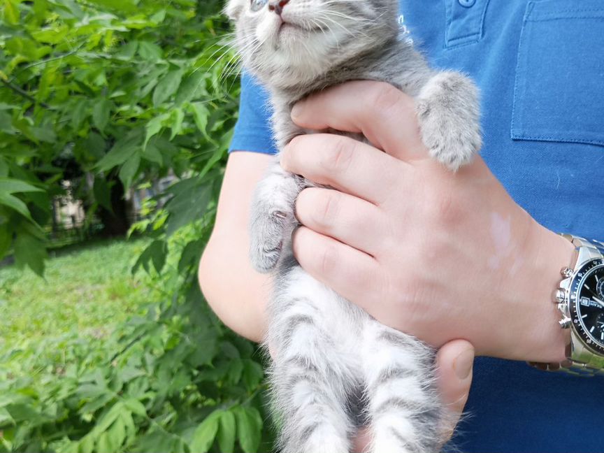 Шотландские котята