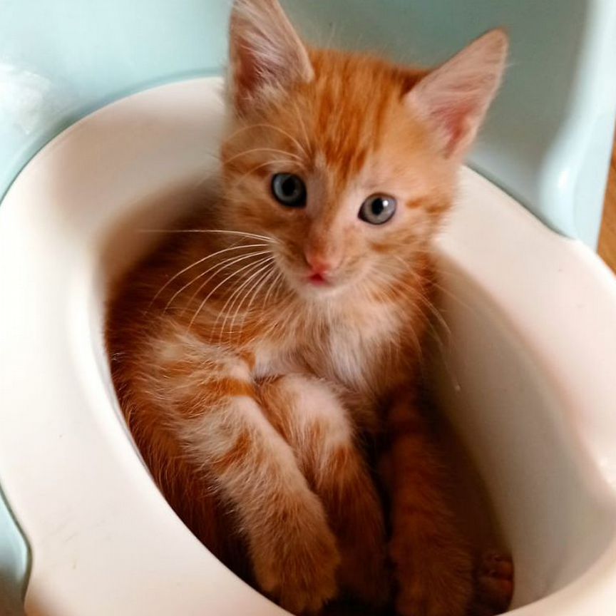 Солнечные котята