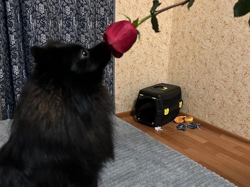 Померанский шпиц вязка кобель