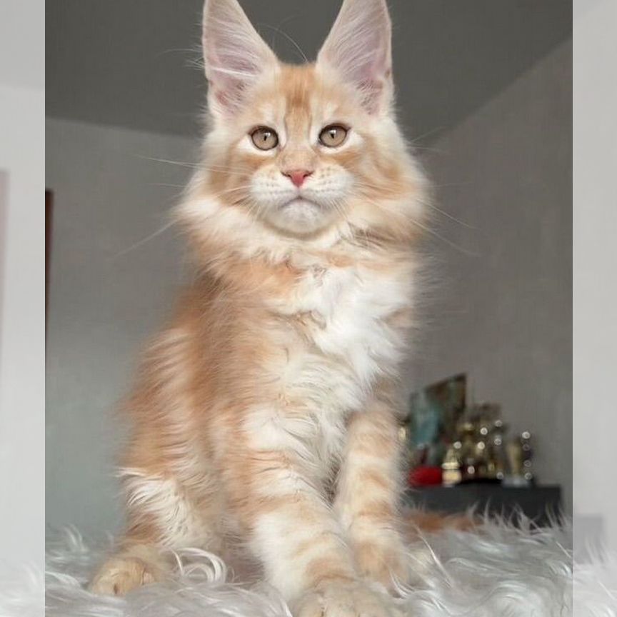 Мейн-кун котёнок