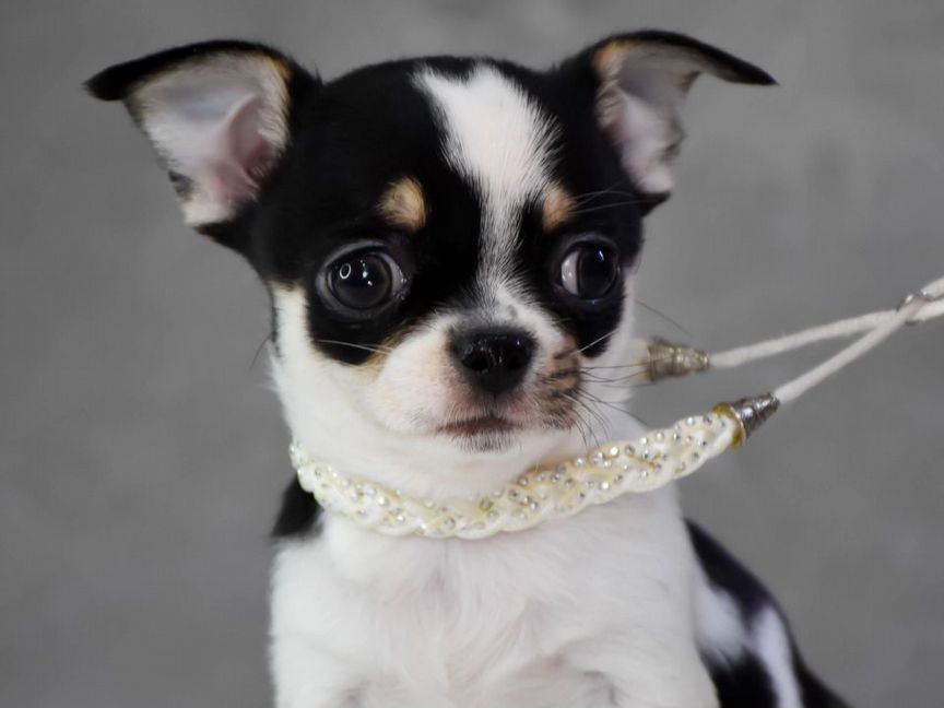 Чихуахуа РКФ питомник