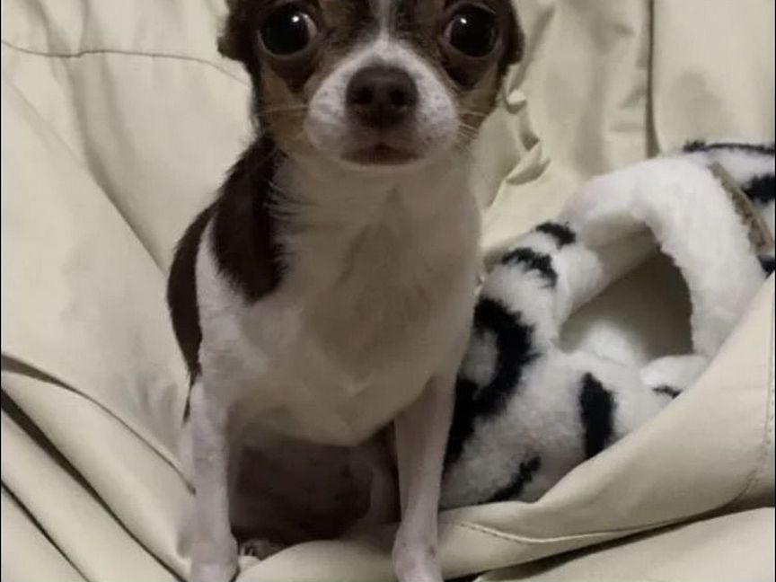 Чихуахуа Микро Мальчик