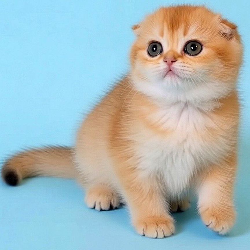 Шотландский вислоухий короткошёрстный котёнок
