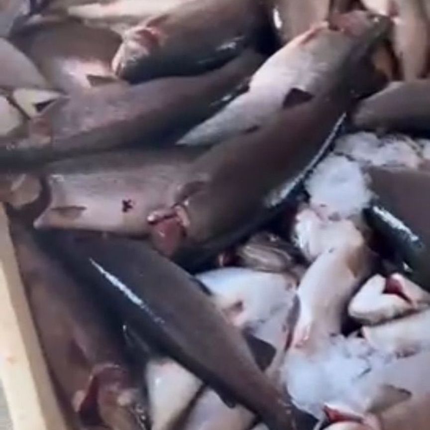 Форель охлажденная из карелии