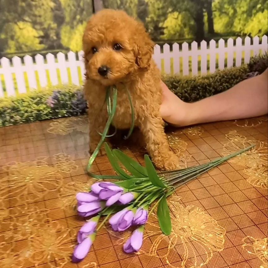 Той-пудель, щенок