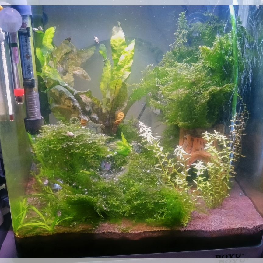 Мох рождественский