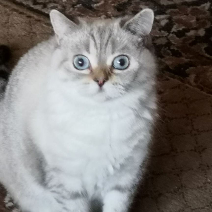 Шотландская кошка в добрые руки