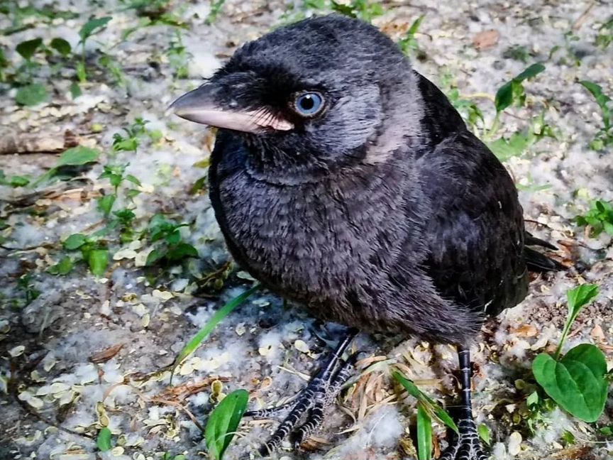 Возьму птенца галки