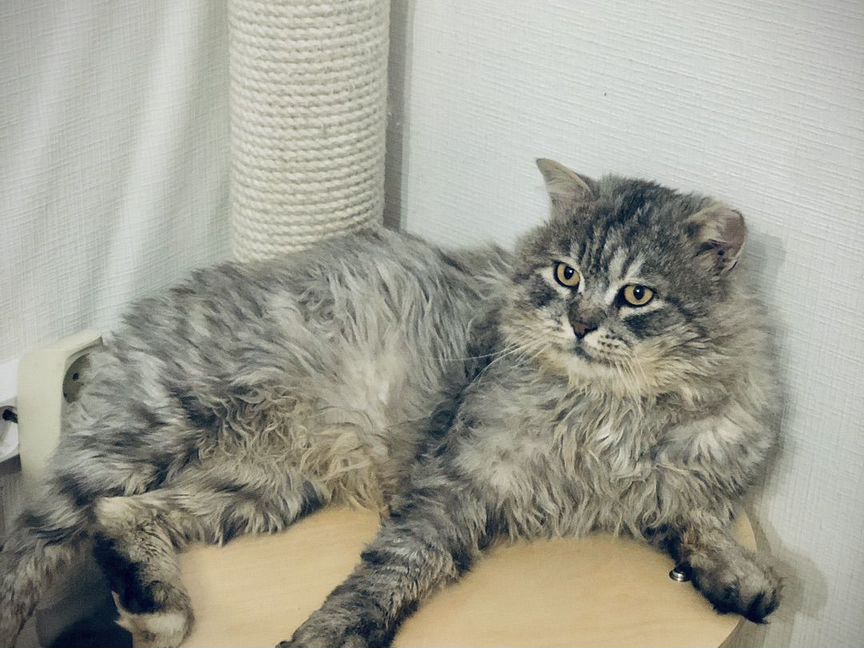Котик в добрые руки
