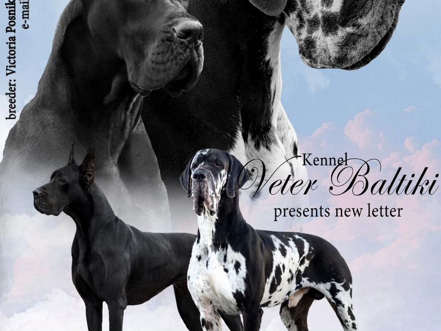 Щенки немецкого дога