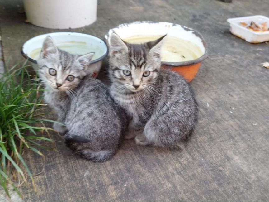 Котятки в добрые руки