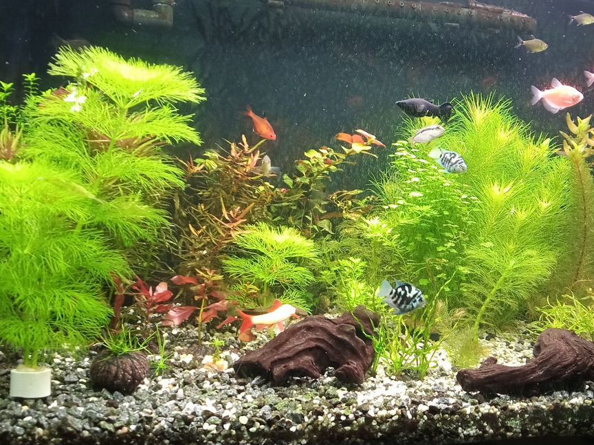 Аквариумные растения