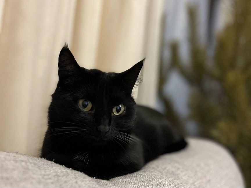 Кошечка ищет добрые руки