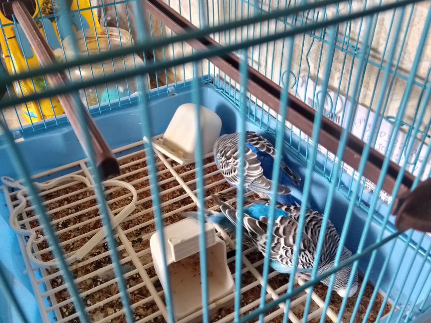 Волнистые попугаи