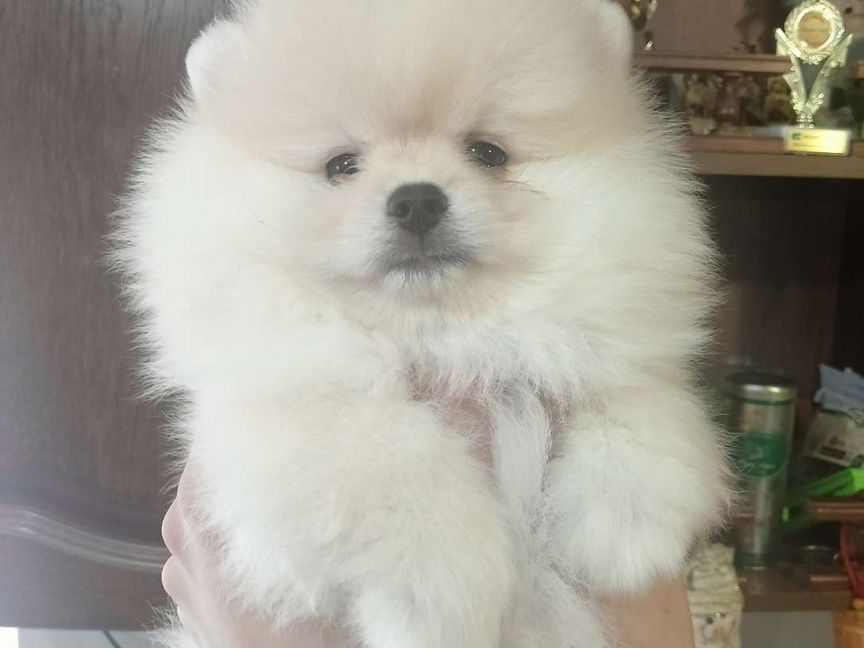 Шпиц померанский