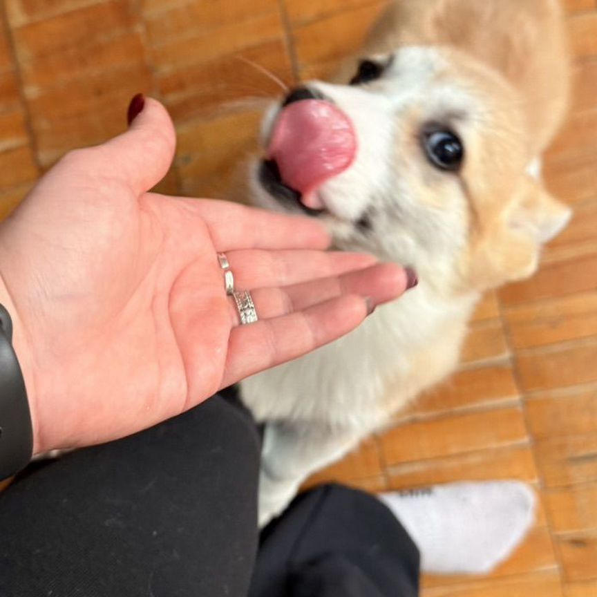 Вельш Корги Пемброк, щенок