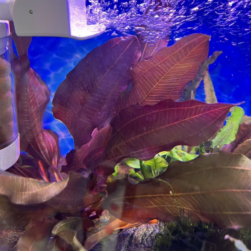 Эхинодорус красный