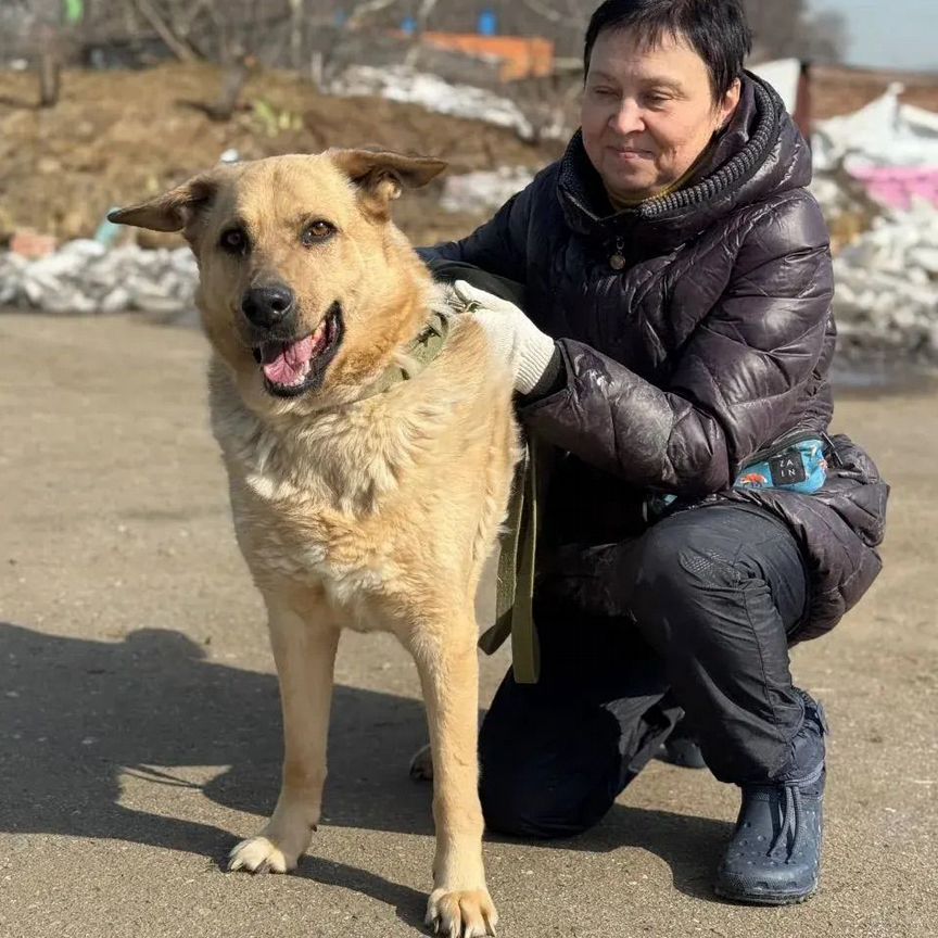 Взрослый пёс в добрые руки