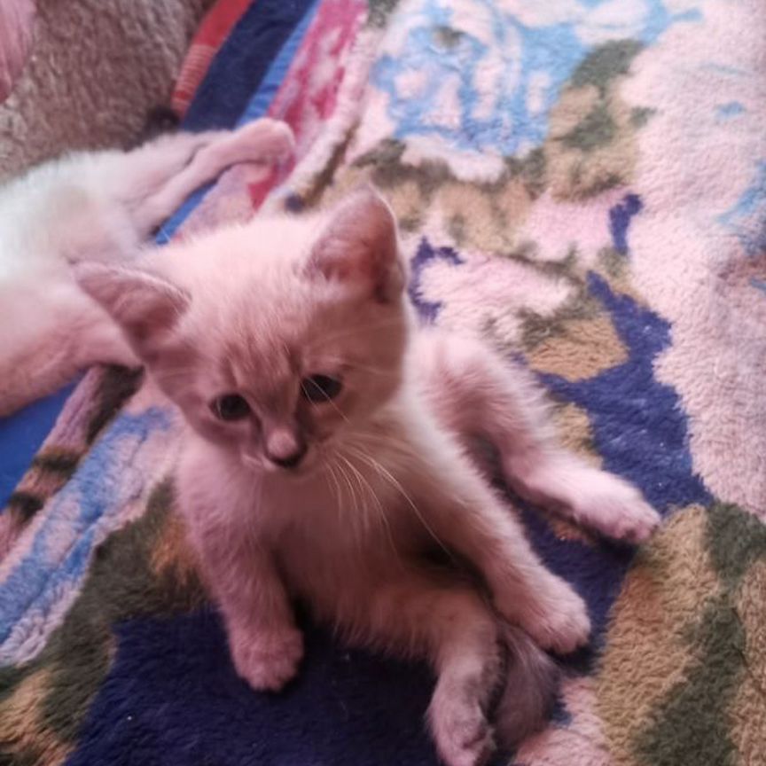 Котенок в добрые руки