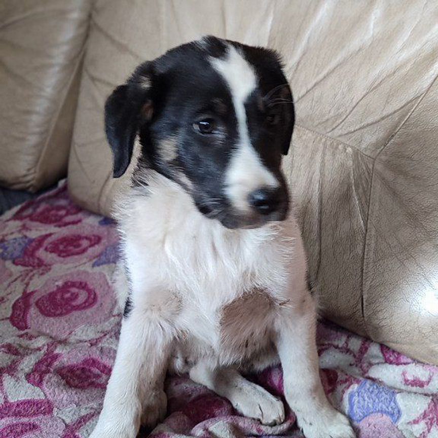 Щенок в добрые руки бесплатно маленькая