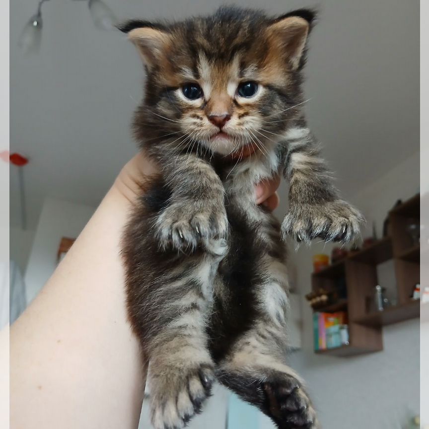 Котята мейн-кун