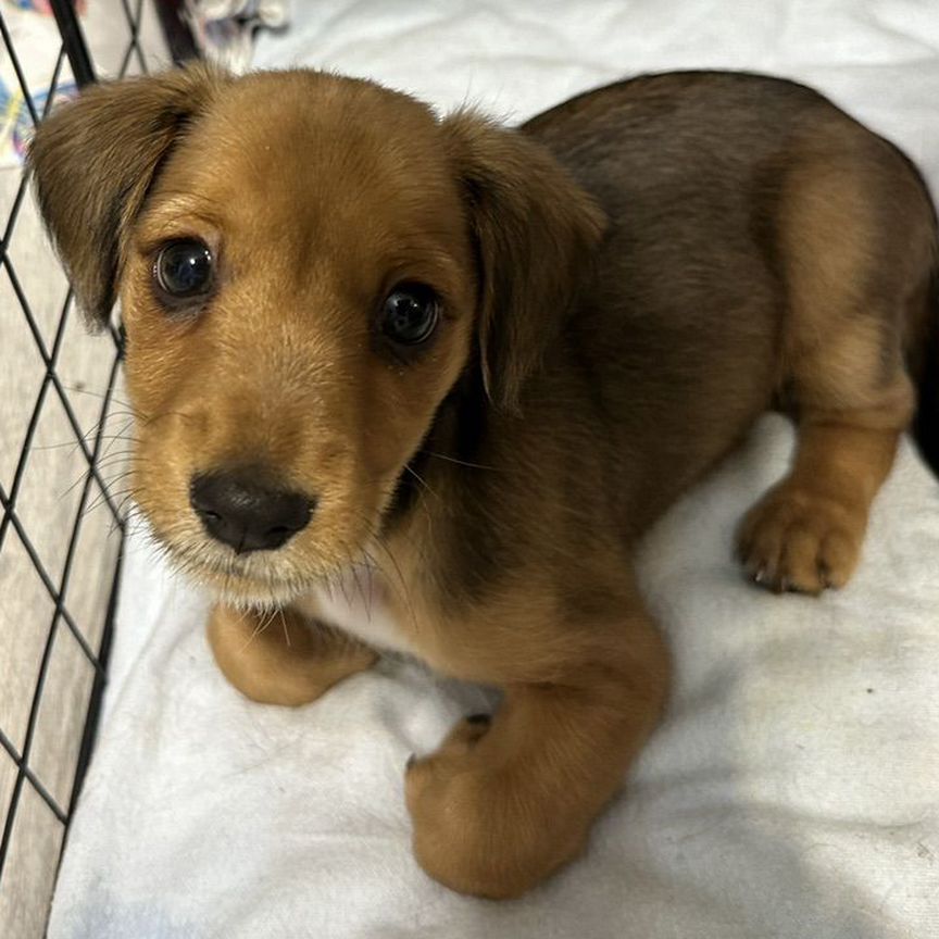 Карликовая такса, щенок