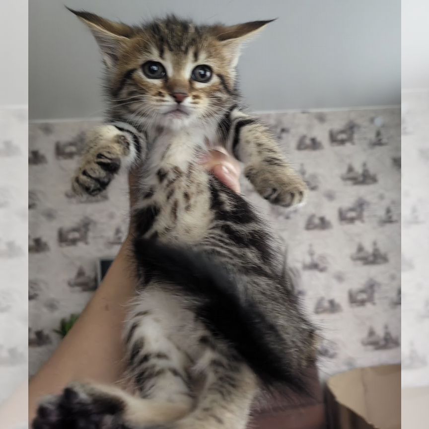 Котёнок в добрые руки