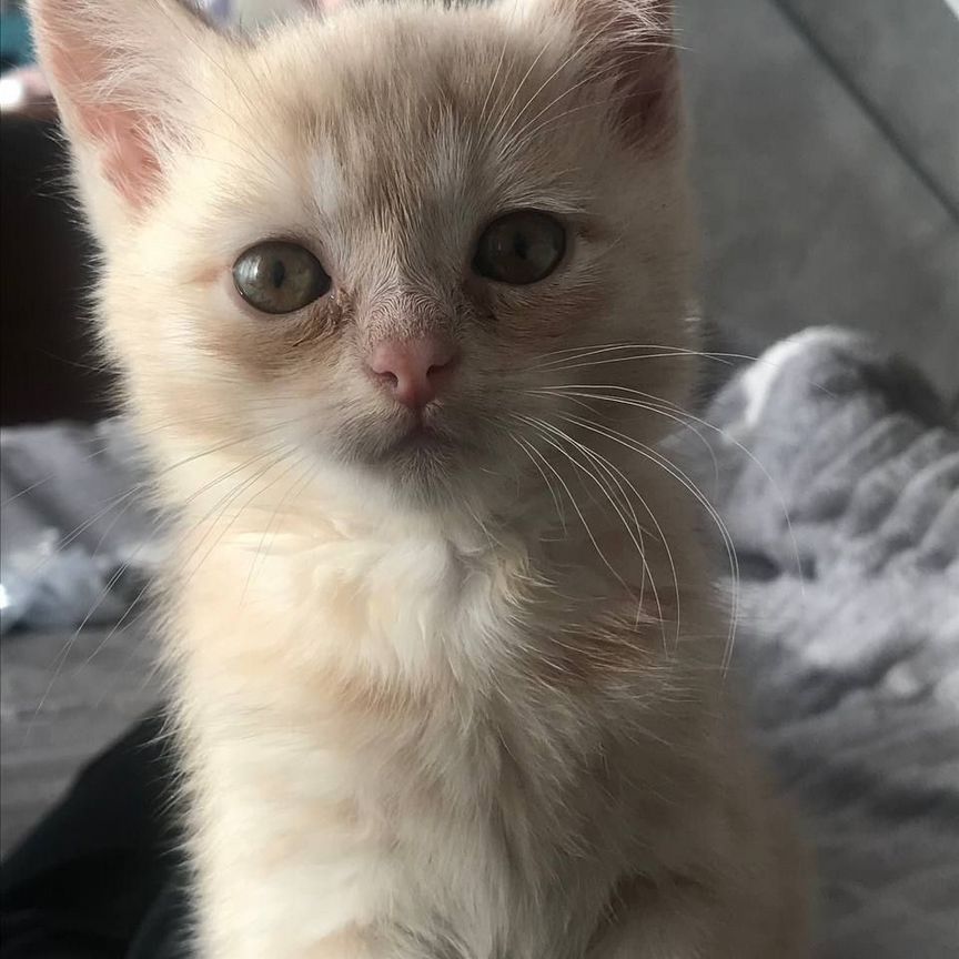 Котёнок девочка