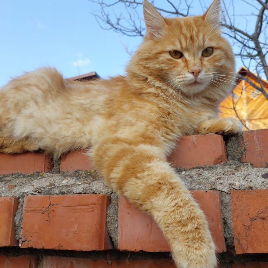 Рыжий кот