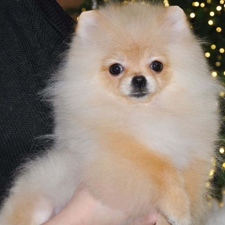 Померанский шпиц, щенок